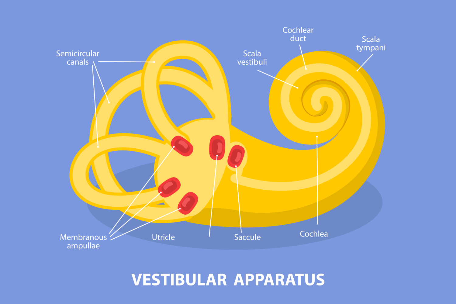Vestibular Rehabilitation – ID Physio